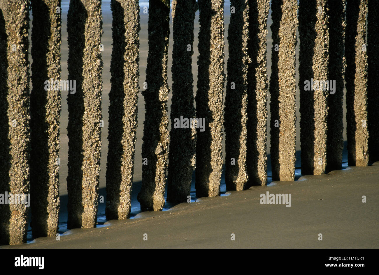 Dock pilings at low-tide encrusted with marine invertebrates including ...