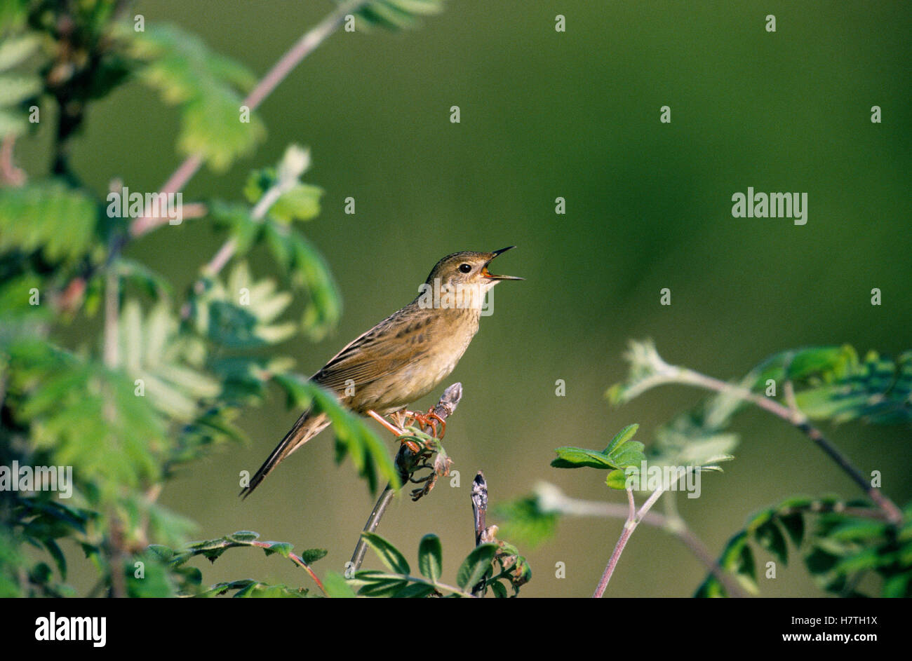 Grasshopper Warbler (Locustella naevia) adult singing from perch ...