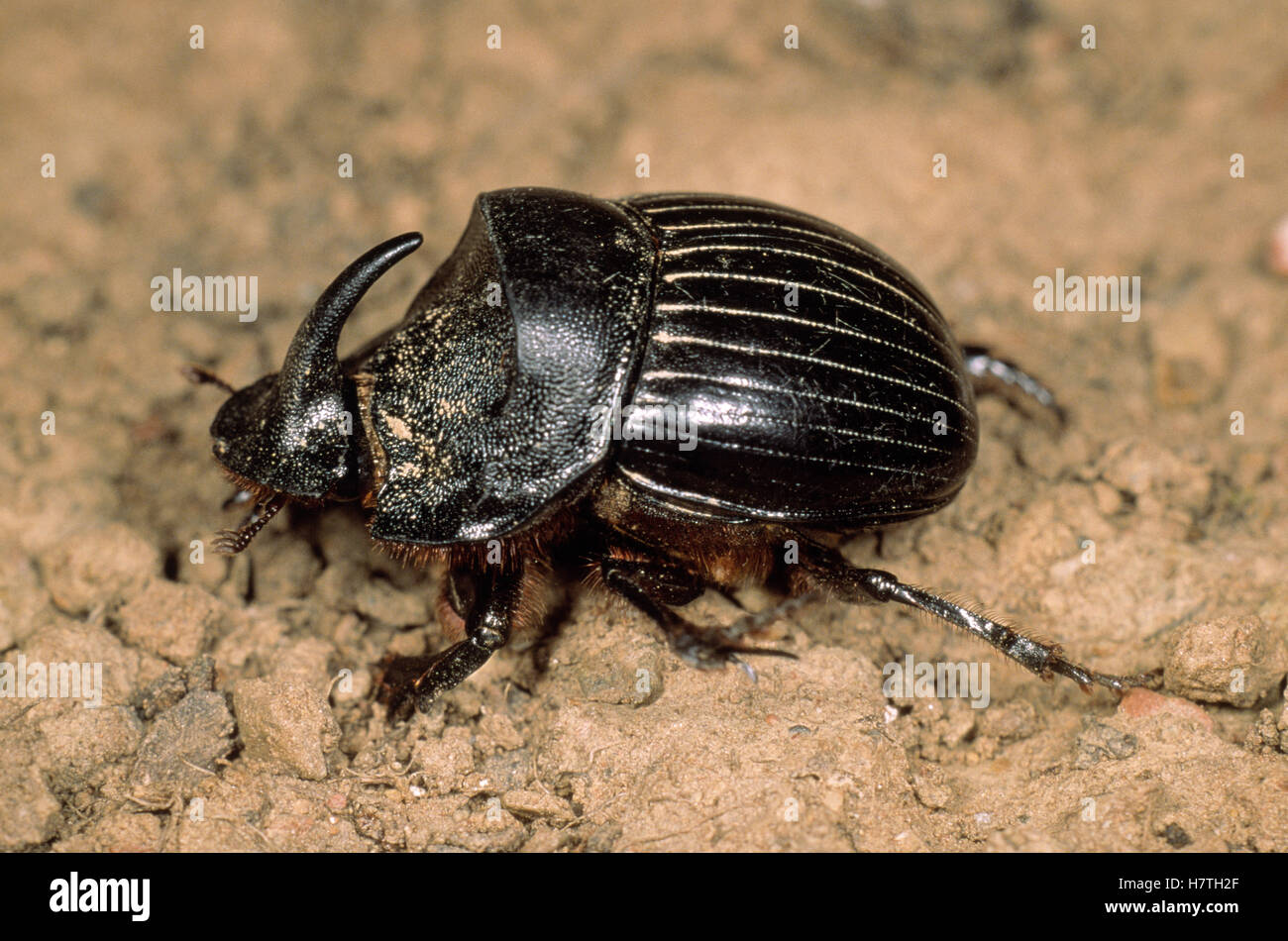 Horned Dung Beetle (Copris lunaris) portrait, Europe Stock Photo - Alamy