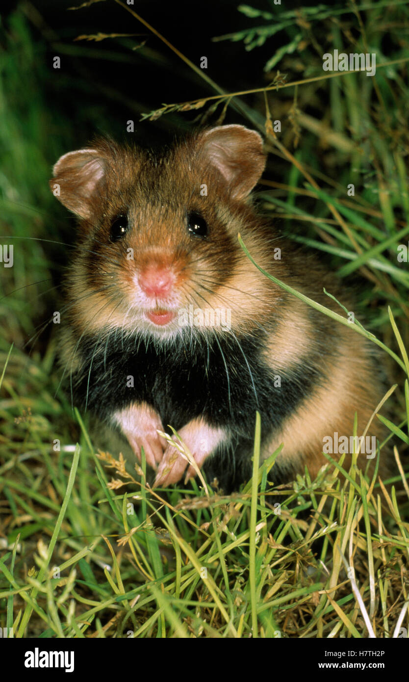 Common Hamster (Cricetus cricetus) adult at night, Europe Stock Photo ...