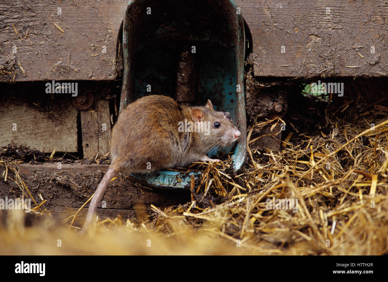 Black Rat (Rattus rattus) adult in a rain gutter, Europe Stock Photo ...