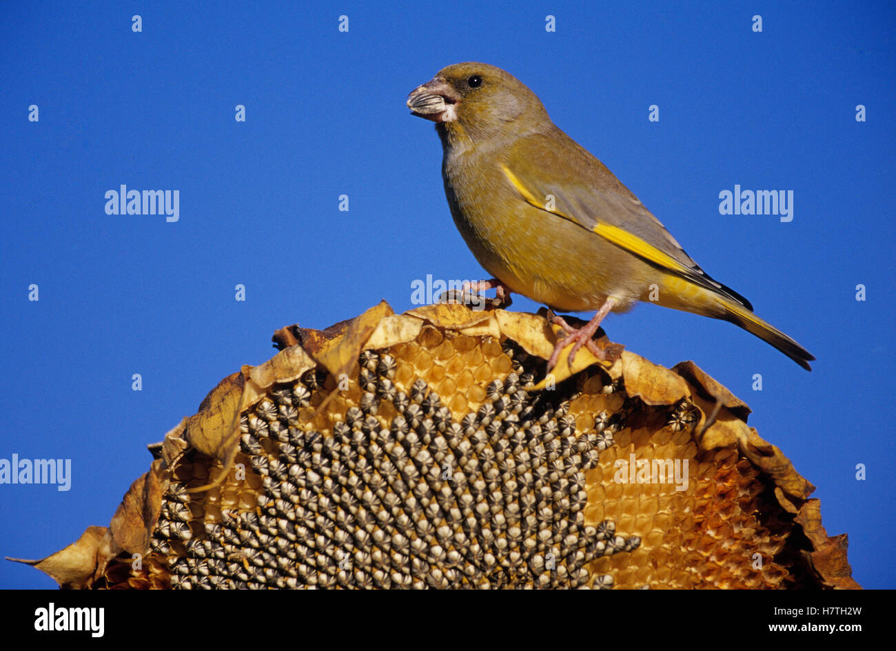 European Greenfinch (Chloris chloris) eating sunflower seeds, Europe ...