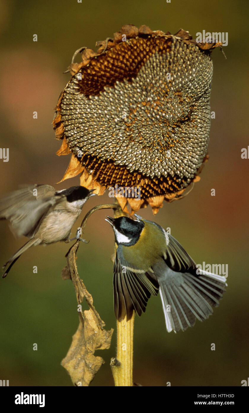 Marsh Tit (Parus palustris) and Great Tit (Parus major) fighting over ...