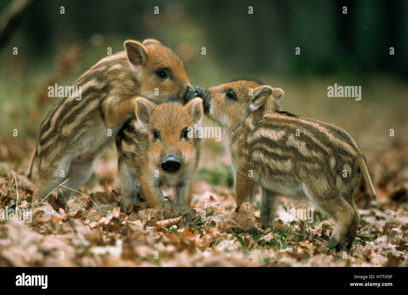 Wild Boar (Sus scrofa) three piglets playing, Europe Stock Photo - Alamy