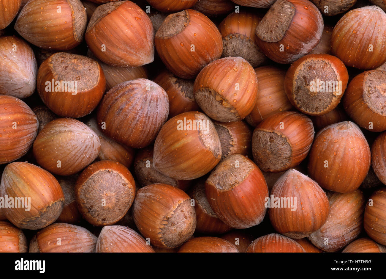 Hazelnut (Corylus avellana) group, Europe Stock Photo - Alamy