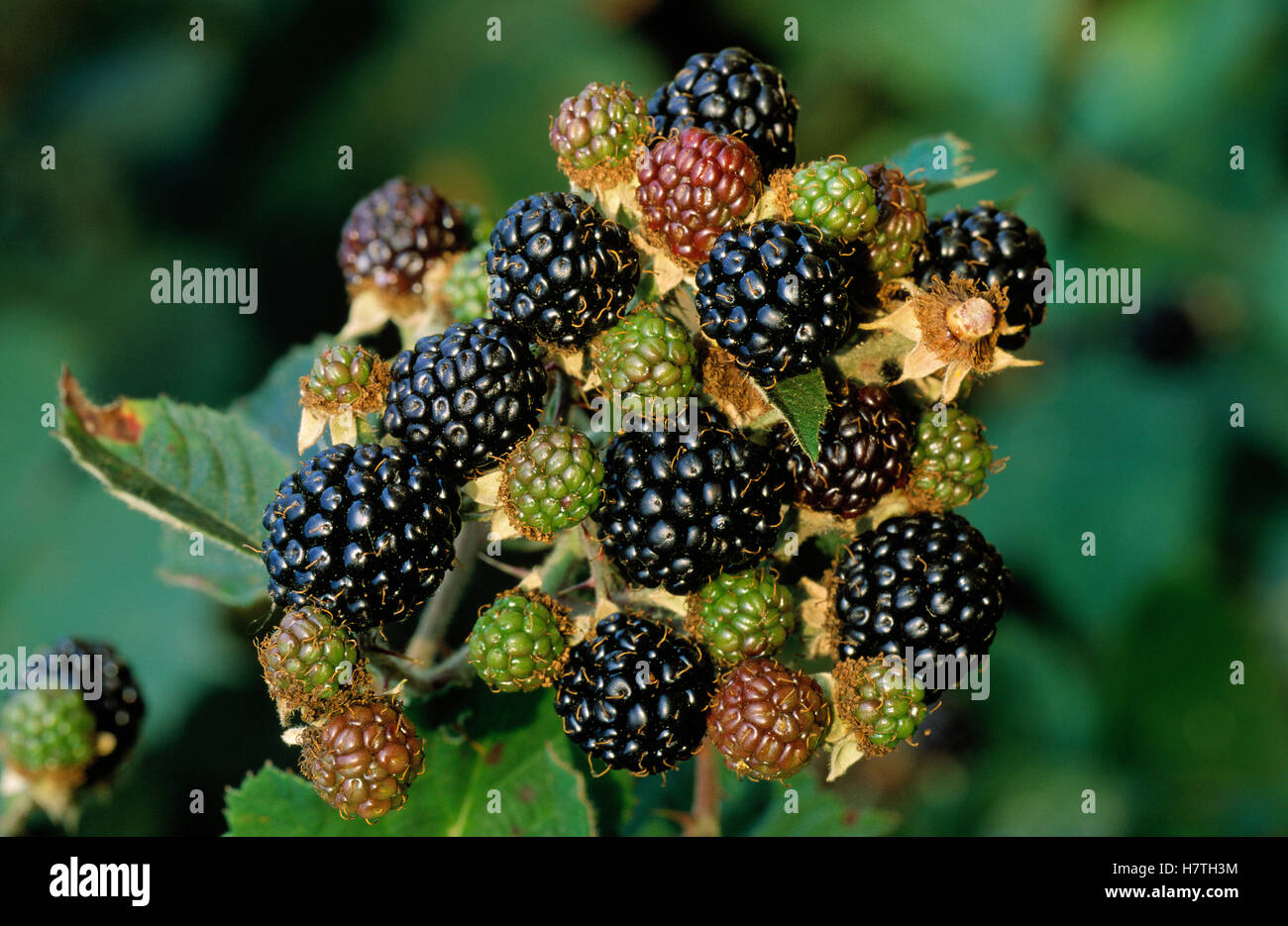 Shrubby Blackberry (Rubus fruticosus) cluster of berries, Europe Stock ...