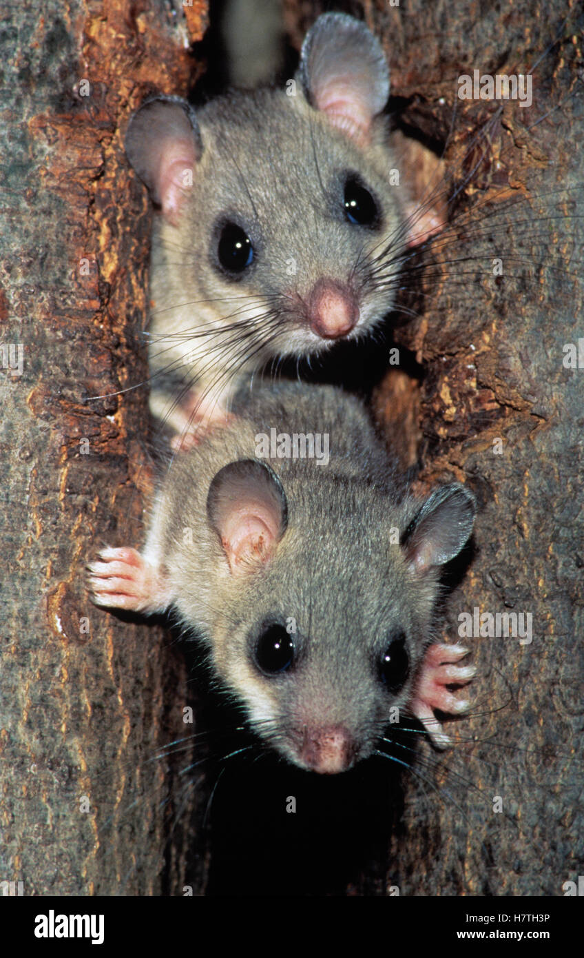 Fat Dormouse (Glis glis) two adults peering out from a hole in a tree trunk, Europe Stock Photo ...