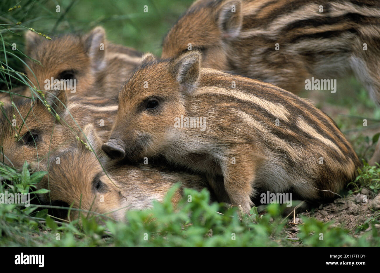 Wild Boar (Sus scrofa) piglets, Europe Stock Photo - Alamy