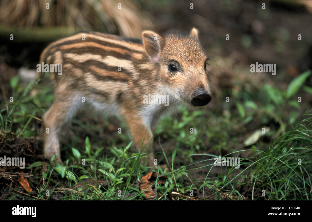 Wild Boar (Sus scrofa) piglet portrait, Europe Stock Photo - Alamy