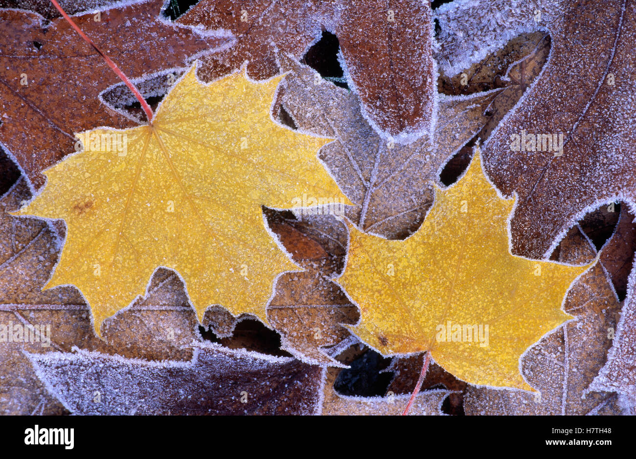 Maple (Acer sp) and Oak (Quercus sp) leaves covered with frost, Europe ...