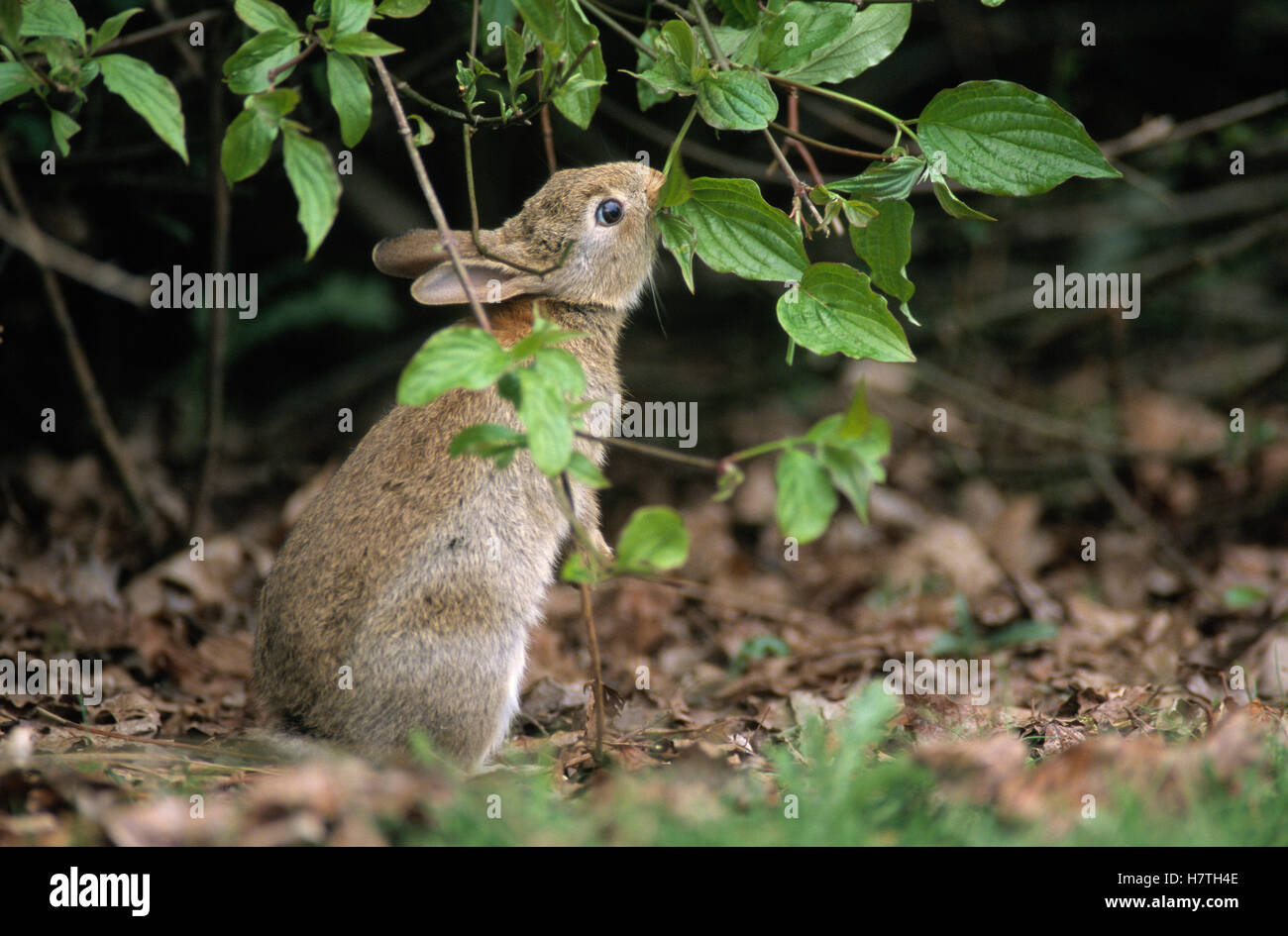 European Rabbit (Oryctolagus cuniculus) adult browsing vegetation ...