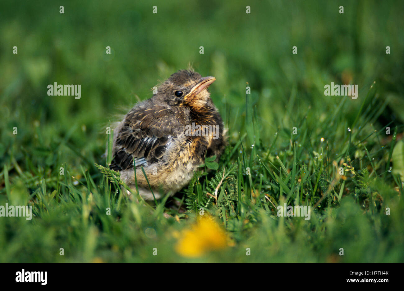 Fieldfare (Turdus pilaris) chick, Europe Stock Photo - Alamy