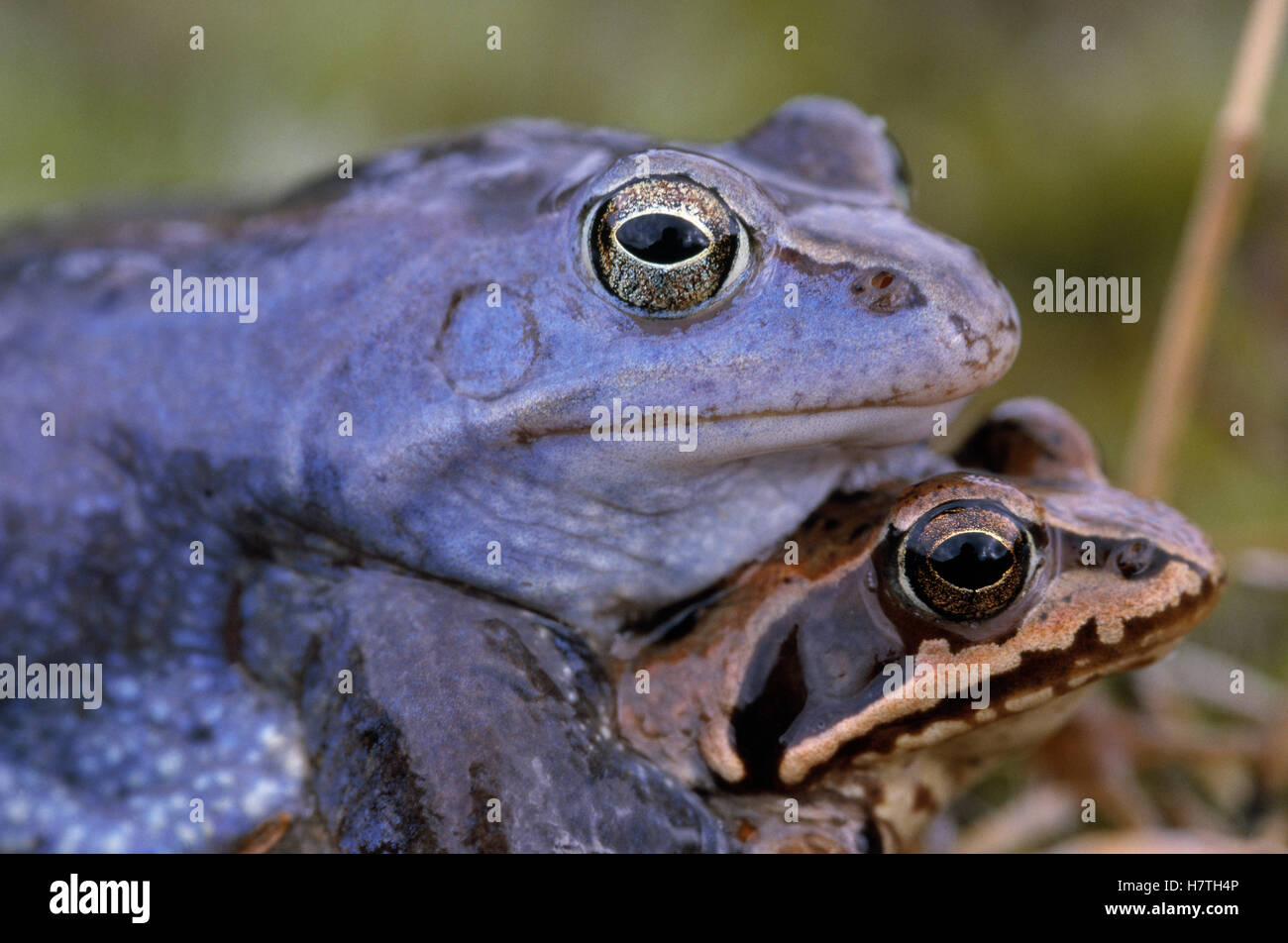 Moor Frog or Swedish Swamp Frog (Rana arvalis) pair mating, Europe ...