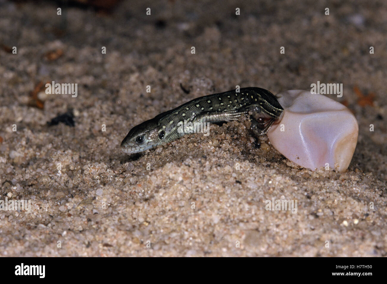Sand Lizard (Lacerta agilis) hatching, increasingly rare species ...