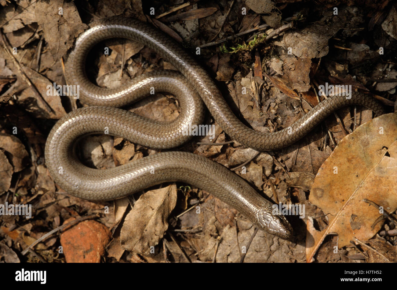 Slow Worm (Anguis fragilis), a legless lizard, amid leaf litter on ...