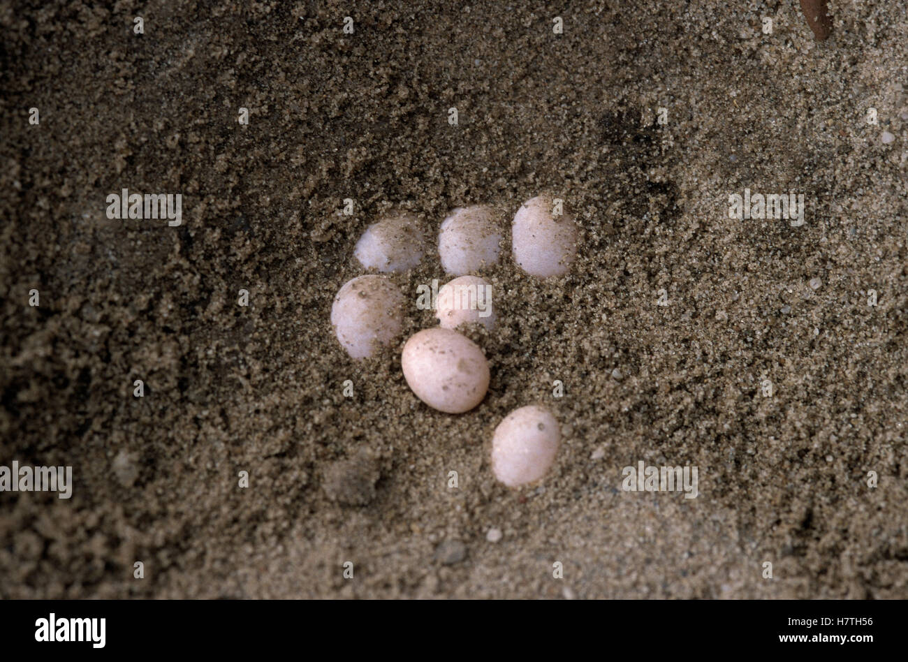 Sand Lizard (Lacerta agilis) eggs in nest, increasingly rare species ...