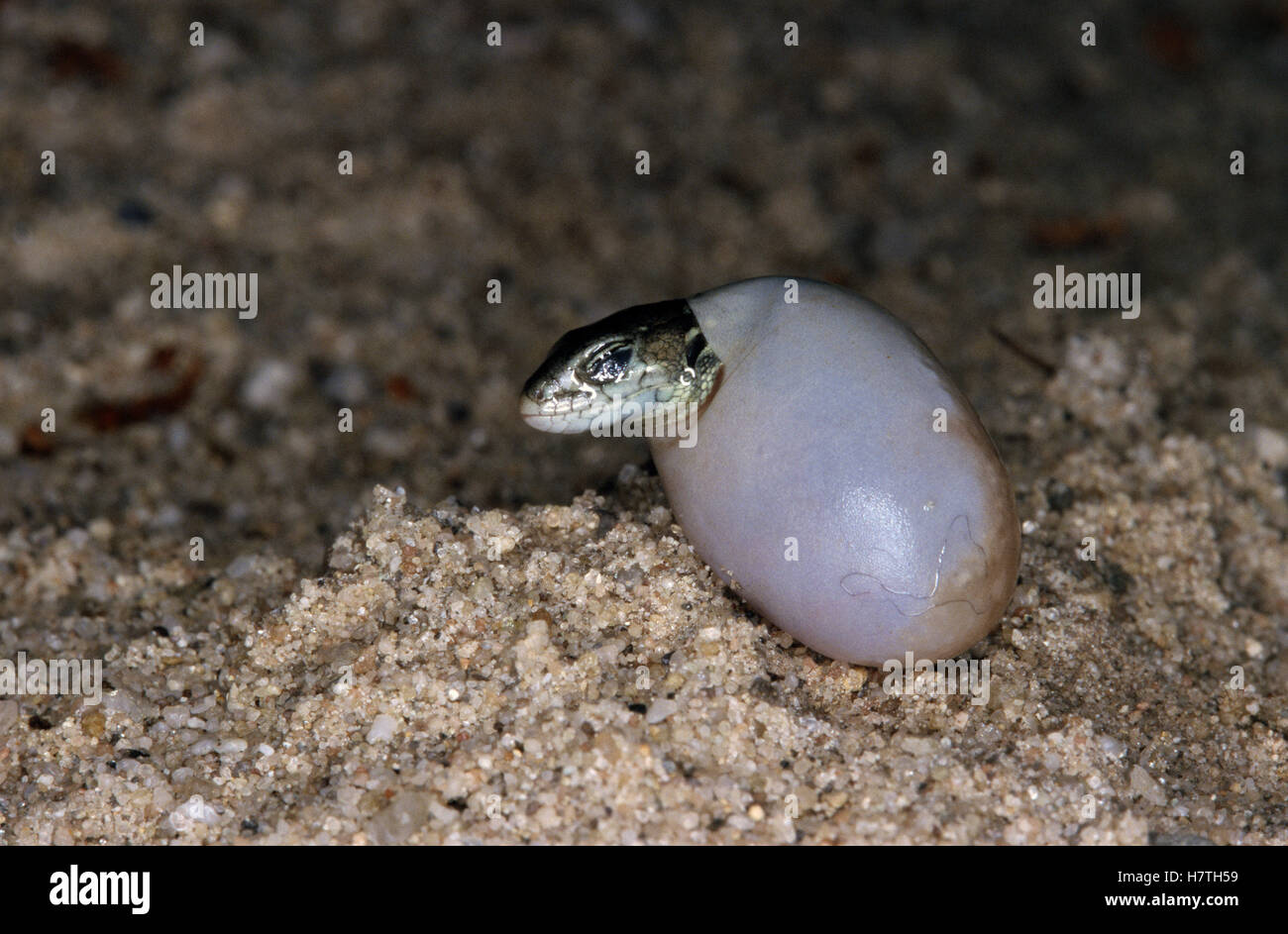 Sand Lizard (Lacerta agilis) hatching, increasingly rare species ...