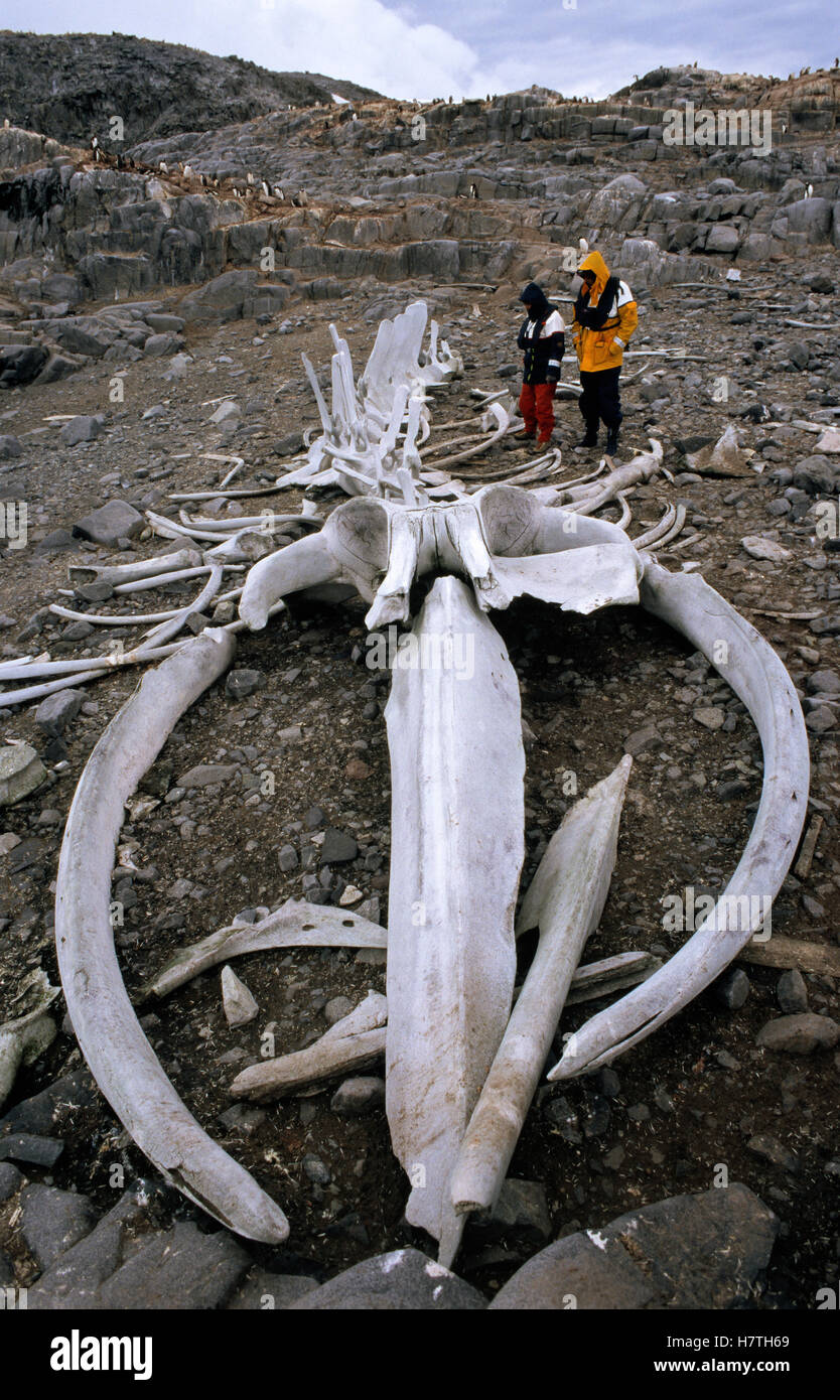 Two tourists view Humpback Whale (Megaptera novaeangliae) skeleton at ...