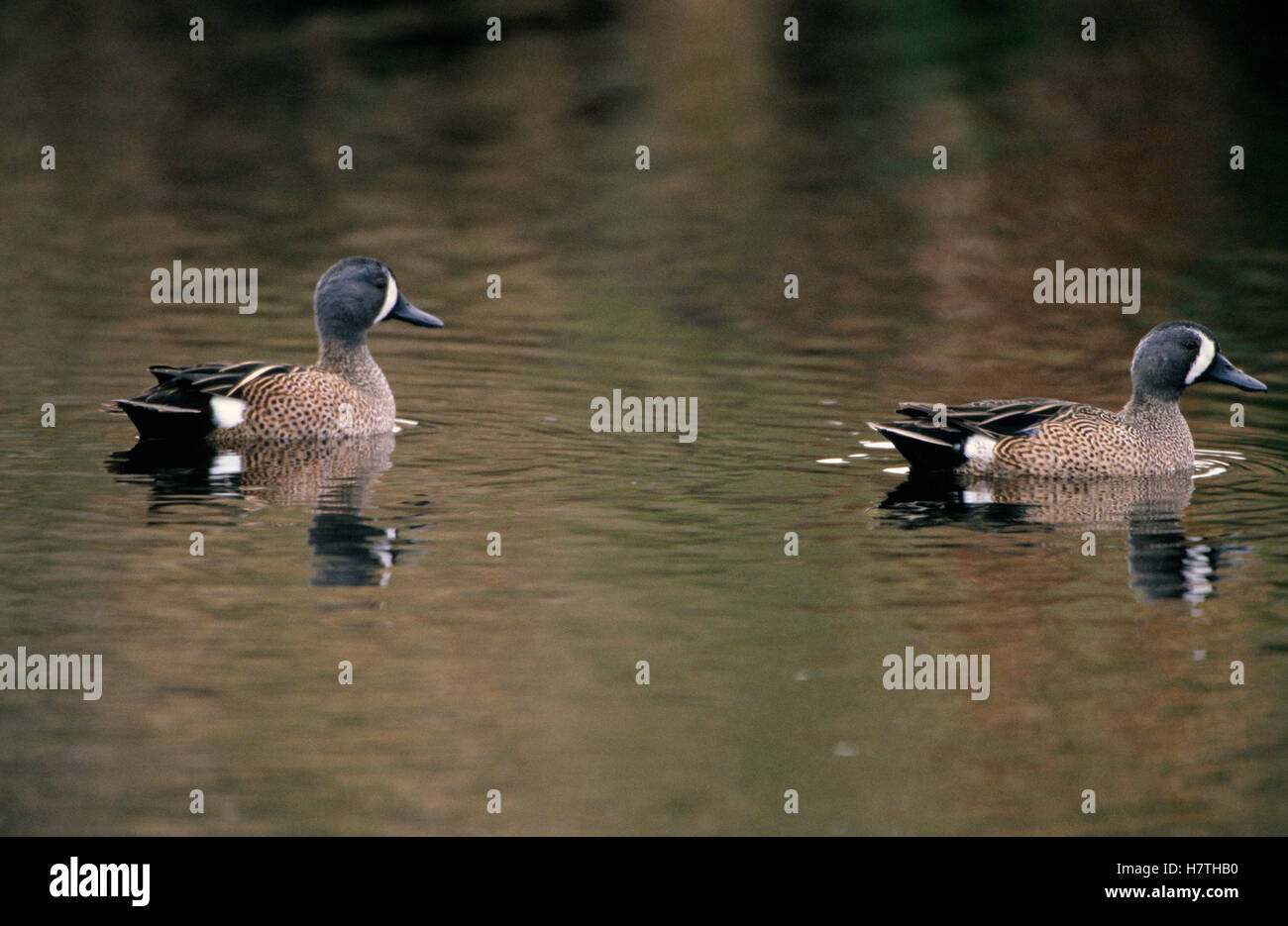 Blue-winged Teal (Anas discors) males on lake, North America Stock ...