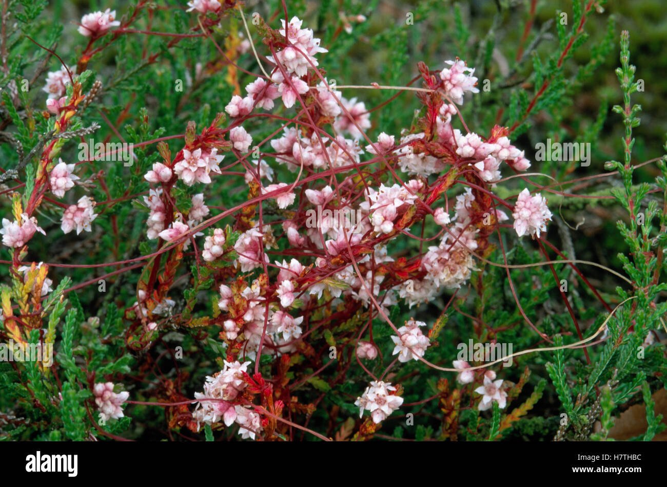 Clover Dodder (Cuscuta epithymum) perennial vine in bloom, native in ...