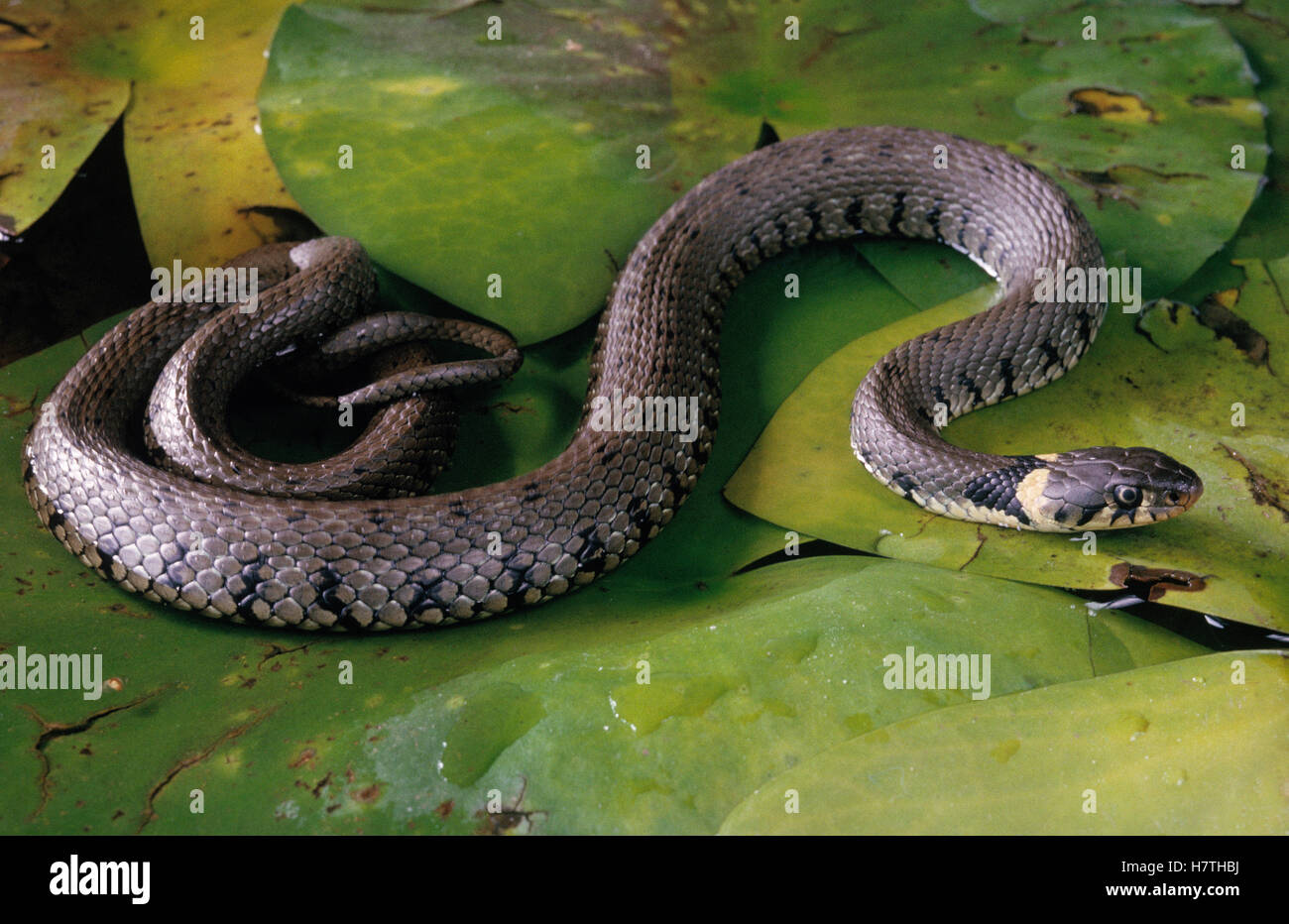 Grass Snake (Natrix natrix) on water lily, Europe Stock Photo - Alamy