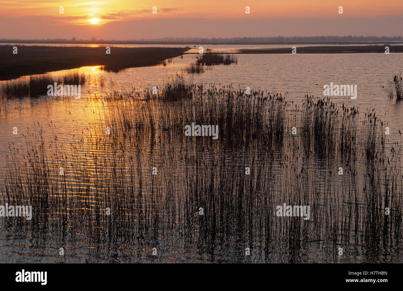 Sunset over wetland, Europe Stock Photo - Alamy