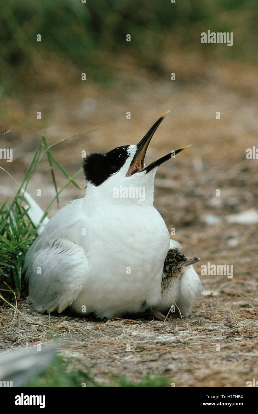 Sandwich Tern (Thalasseus sandvicensis) parent with chick tucked safely ...