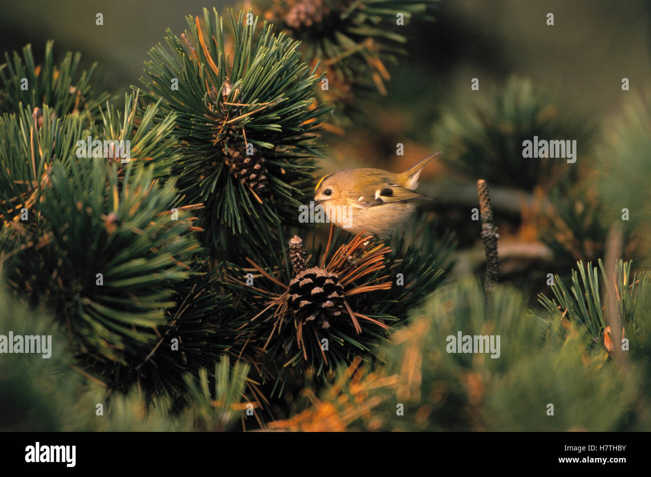 Goldcrest (Regulus regulus) female perched on Pine (Pinus sp) cone ...
