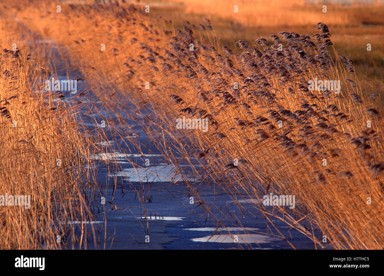 Reeds bending in the wind along frozen water, Netherlands Stock Photo ...