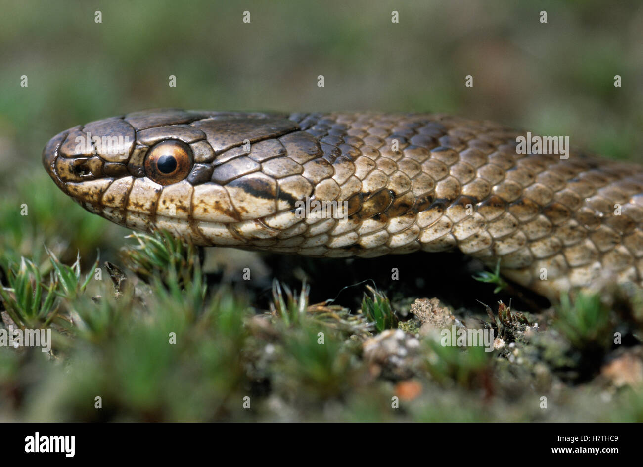 Smooth Snake (Coronella austriaca) portrait, rare in the United Kingdom ...