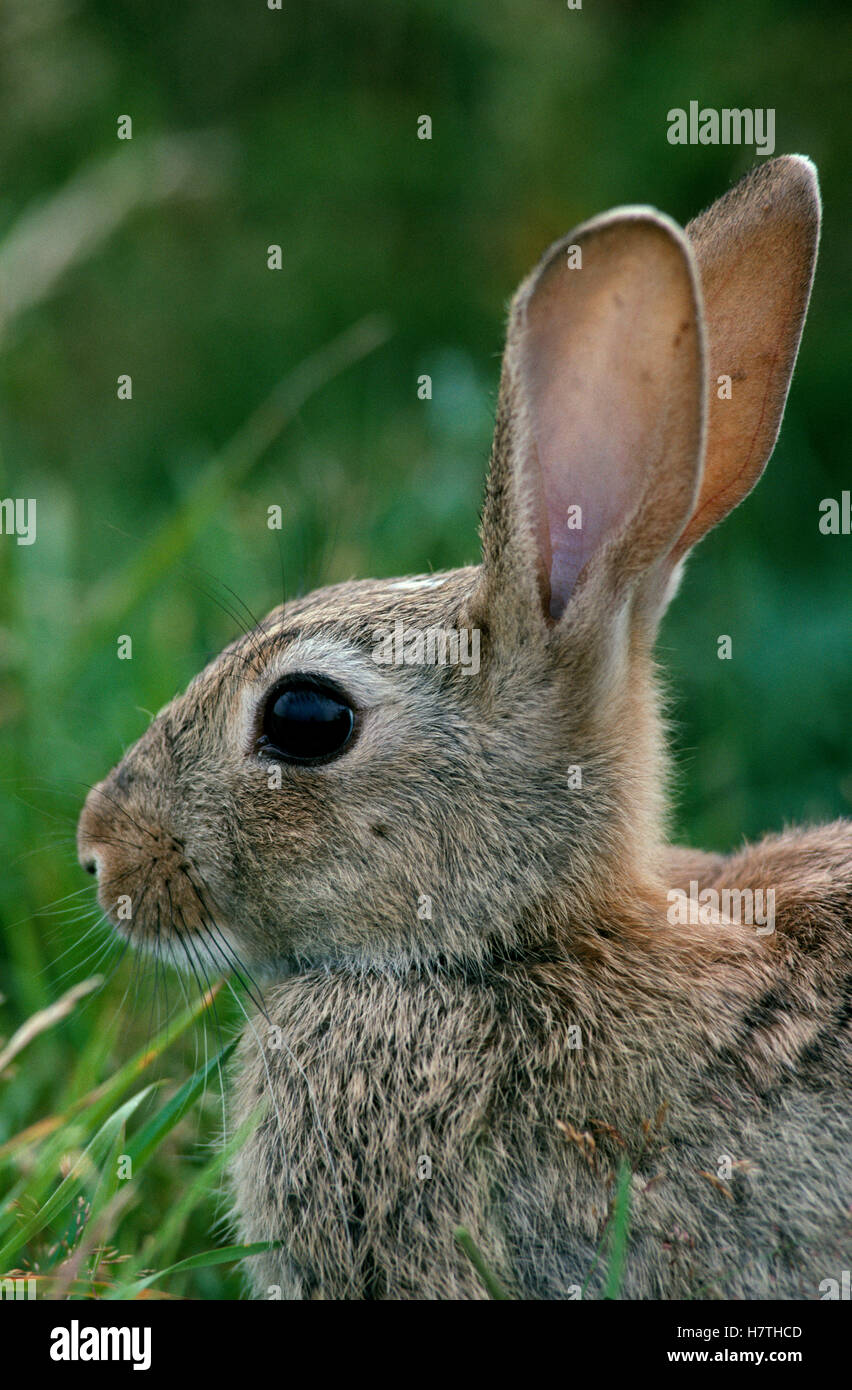 European Rabbit (Oryctolagus cuniculus) portrait, Europe, introduced ...