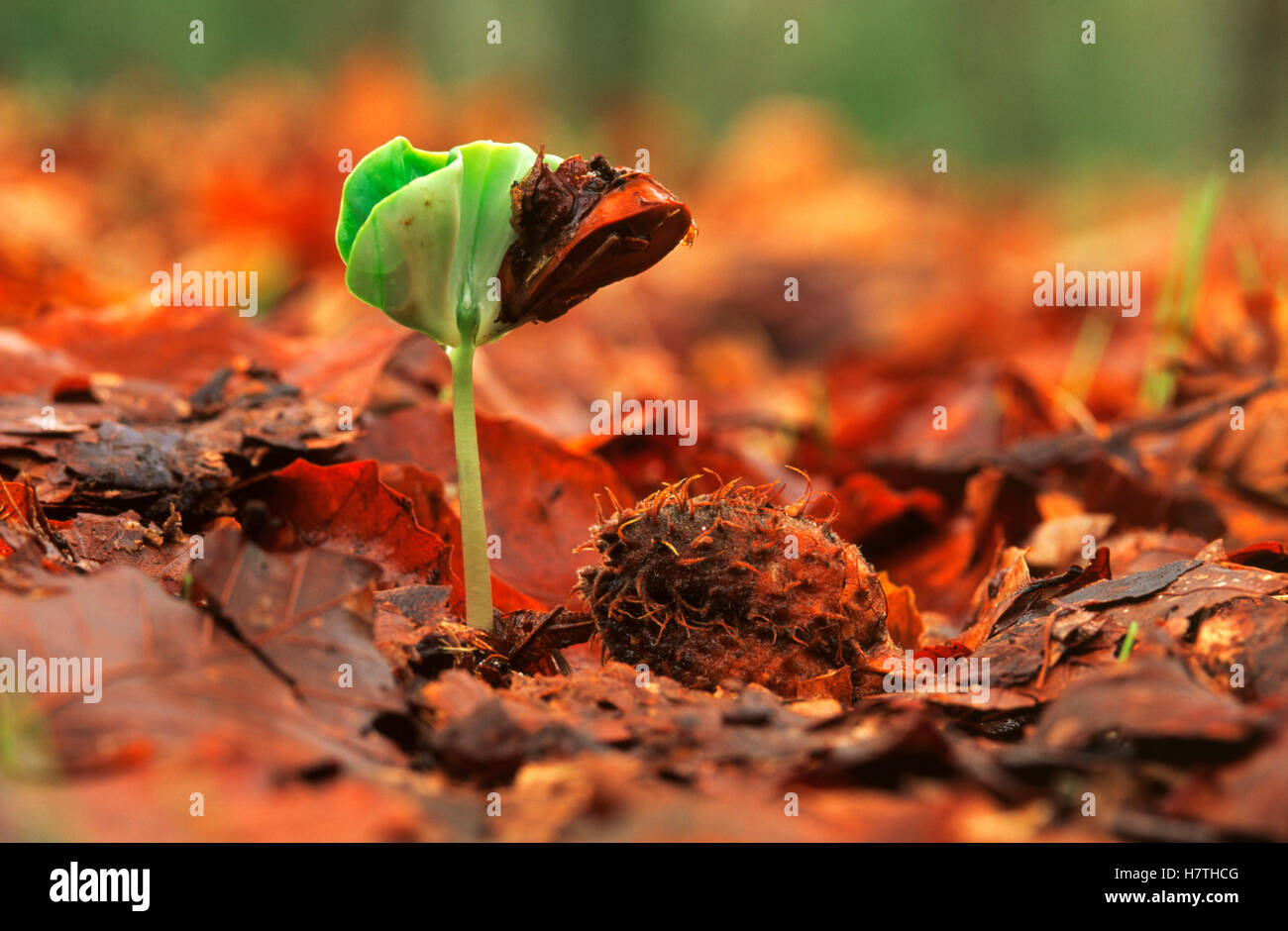 European Beech (Fagus sylvatica) seedling sprouting from forest floor ...