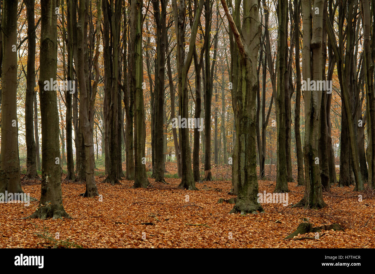 Forest of beeches in autumn, Europe Stock Photo - Alamy