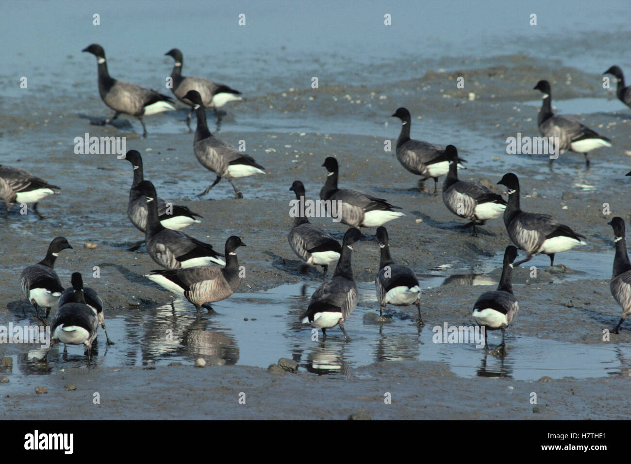 Brant (Branta bernicla) flock wading in estuary, Europe Stock Photo - Alamy