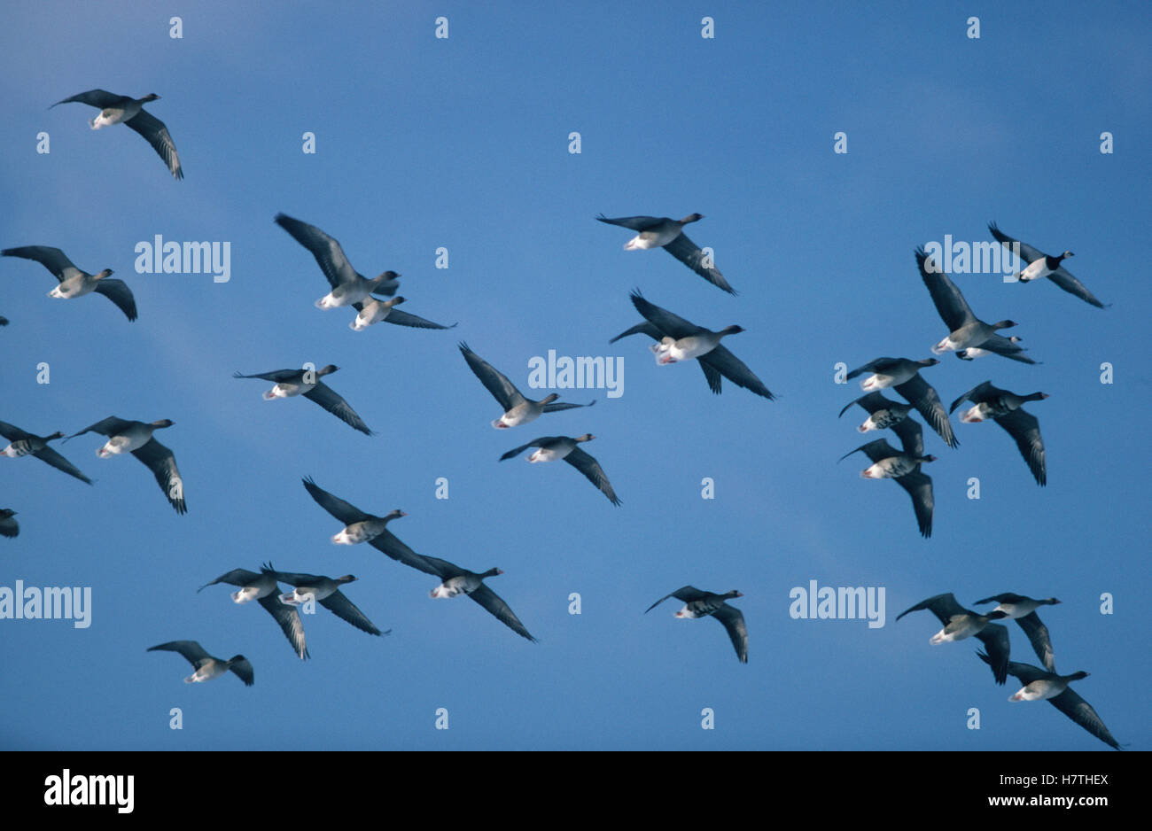 Bean Goose (Anser fabalis) flock flying, Europe Stock Photo - Alamy