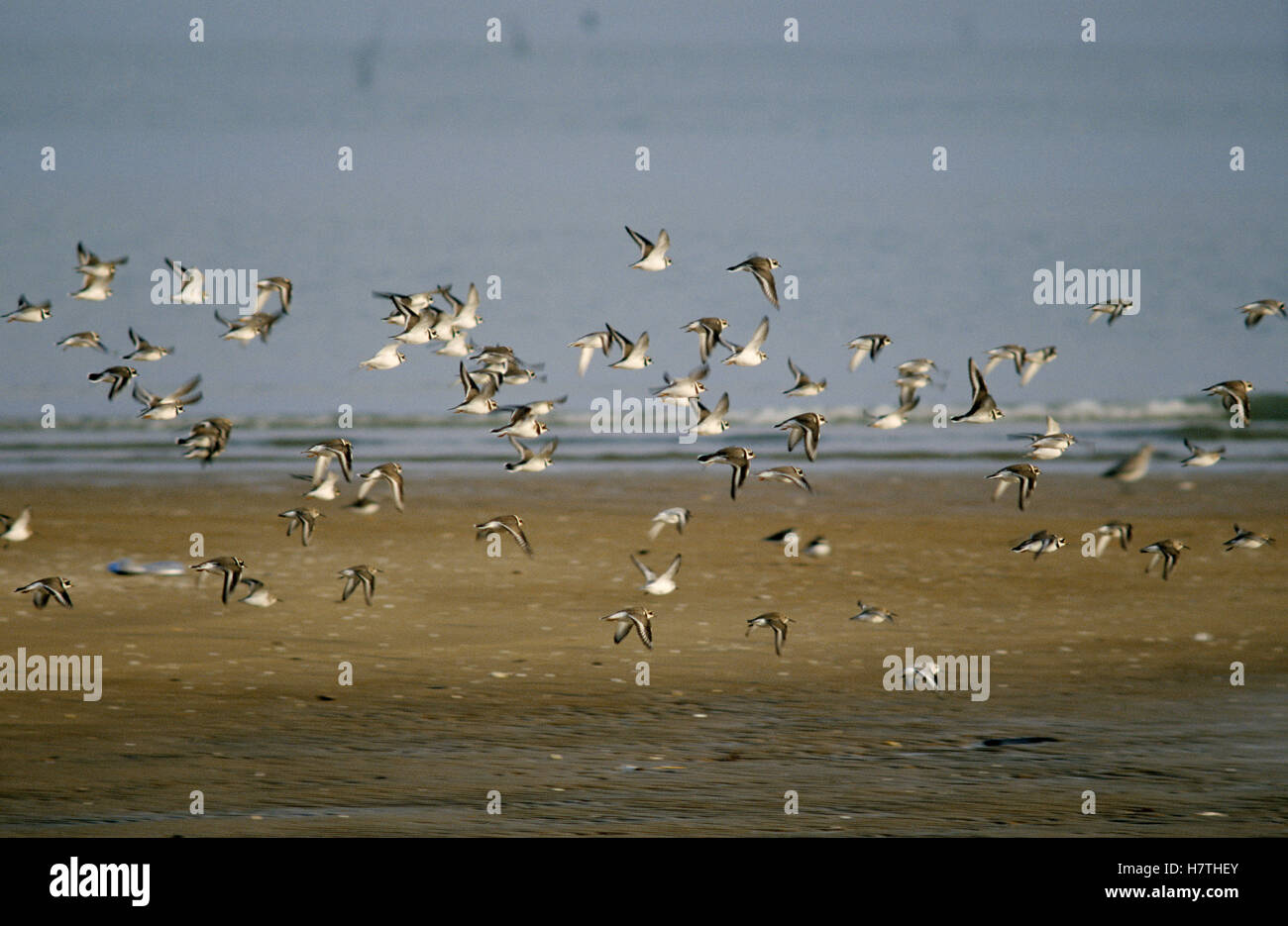 Common Ringed Plover (Charadrius hiaticula) flock flying over beach ...