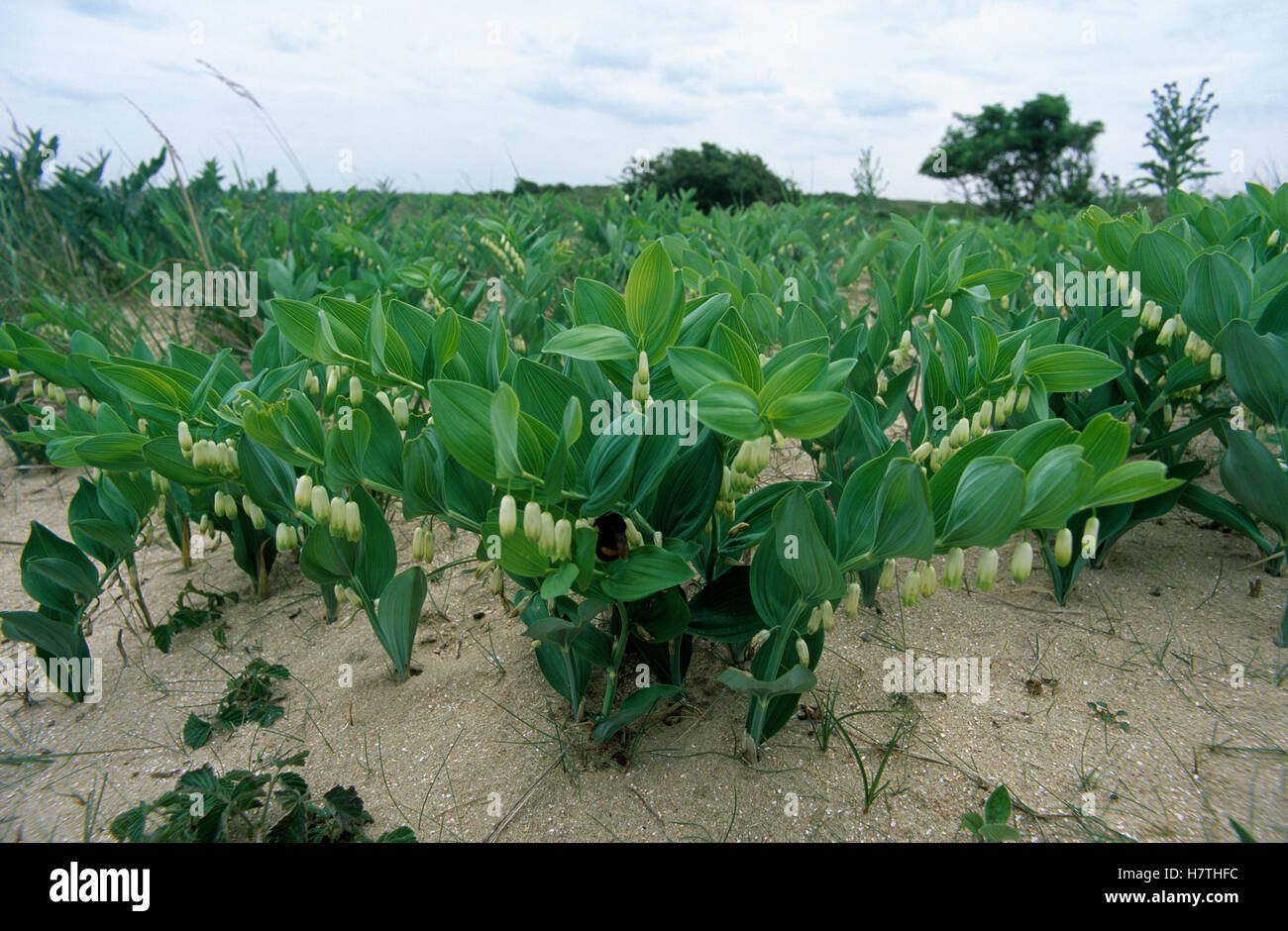 Eurasian Solomon's Seal (Polygonatum multiflorum) field growing in ...