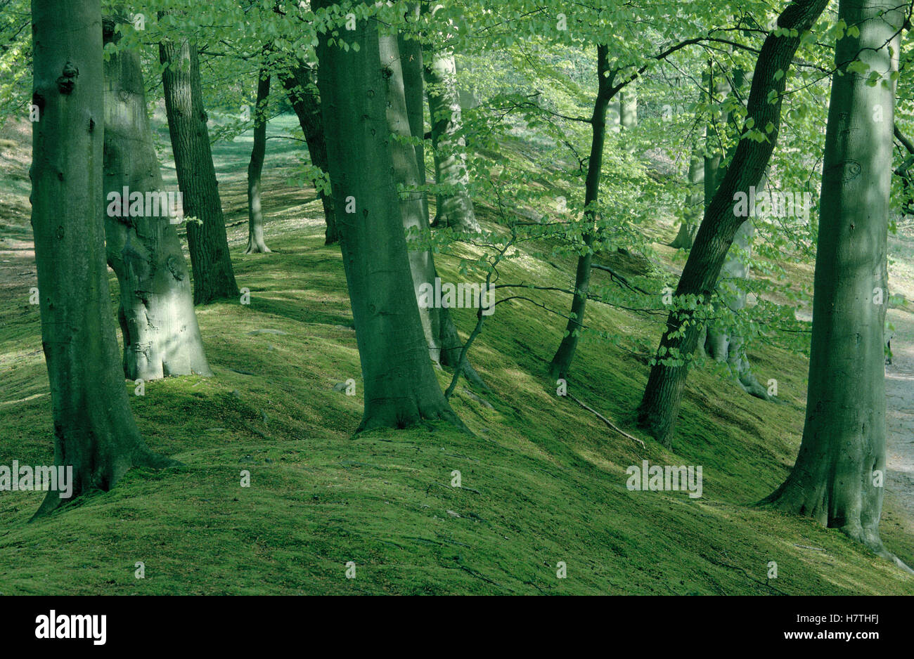Trees in spring forest, Haarlem, Zuid-Kennemerland, Netherlands Stock ...