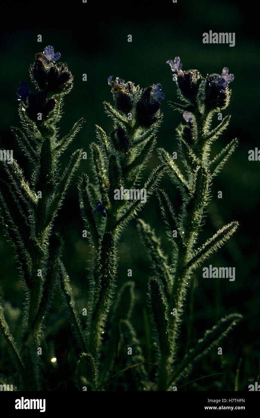 Small Bugloss (Anchusa arvensis) budding, native to Europe, introduced ...