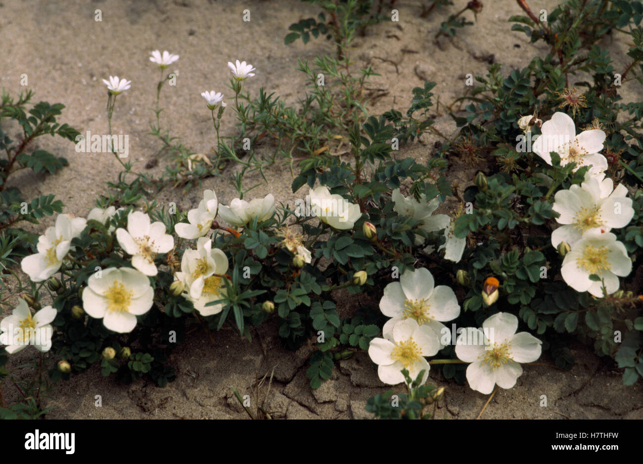 Scotch Rose (Rosa spinosissima) flowering near to ground in sandy soil ...