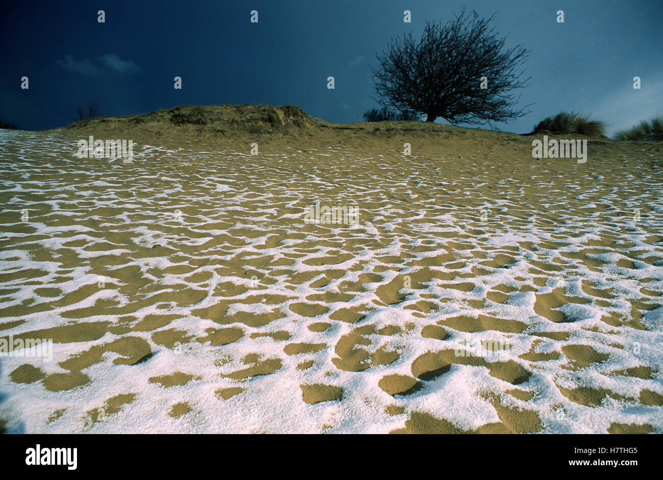 Sand dunes covered in light dusting of snow, Amsterdamse ...