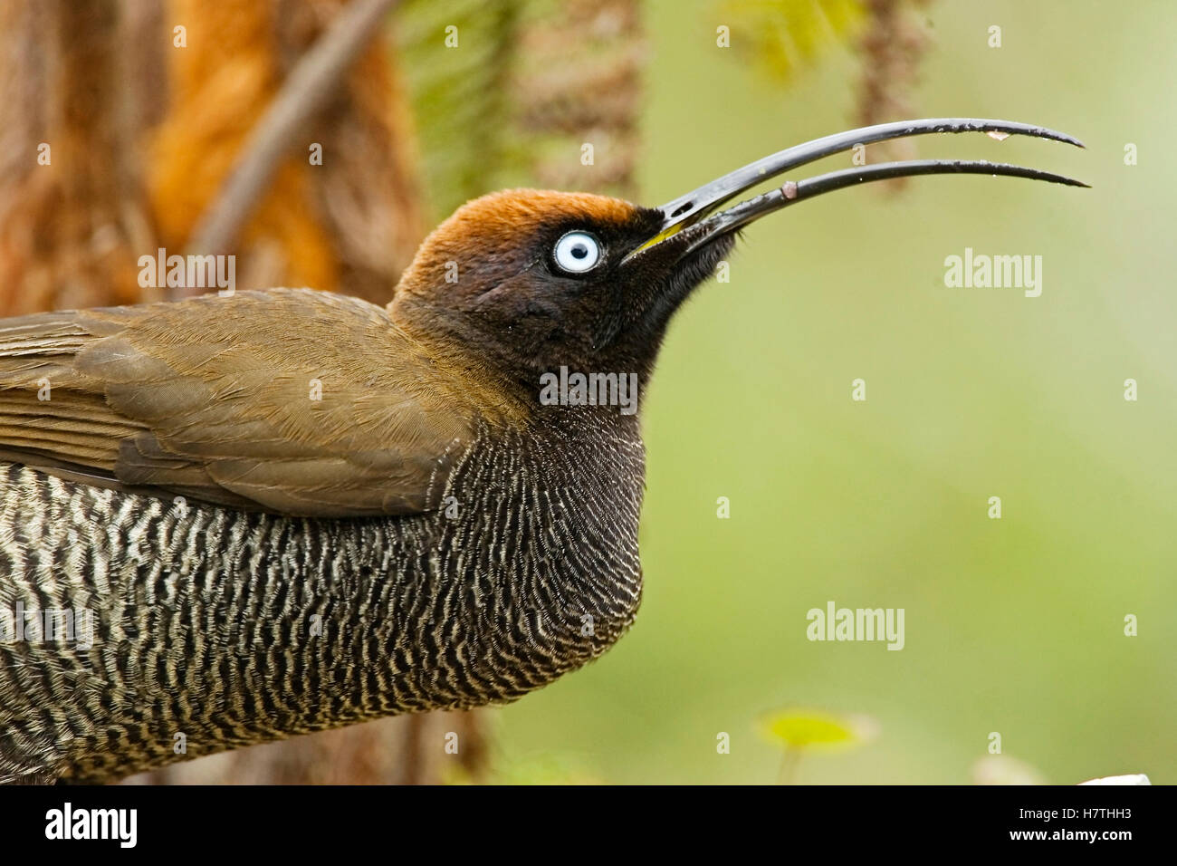 Brown Sicklebill (Epimachus meyeri) female calling, Papua New Guinea ...