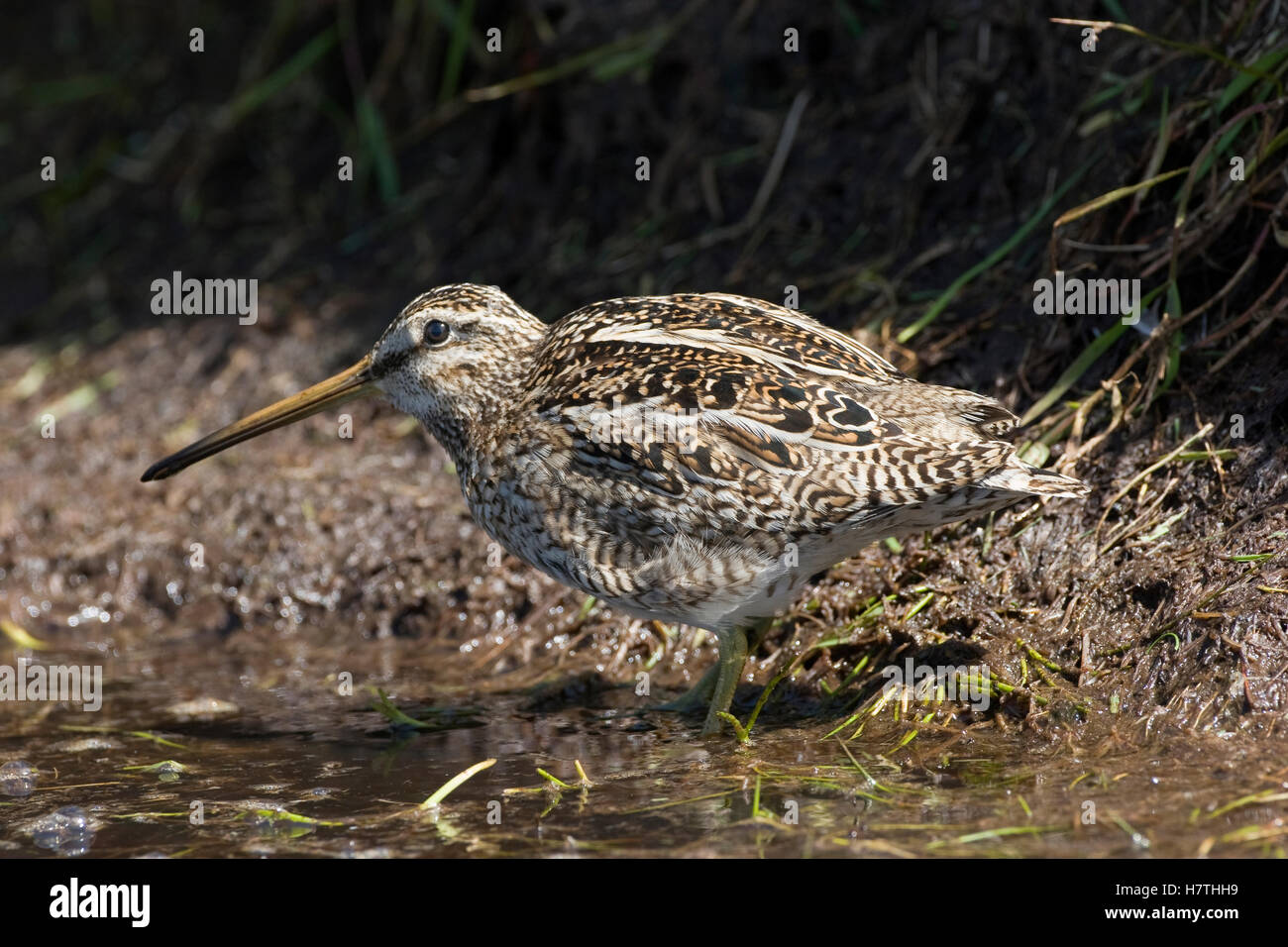 Magellanic Snipe (Gallinago magellanica) in shallow water, Falkland Islands Stock Photo - Alamy