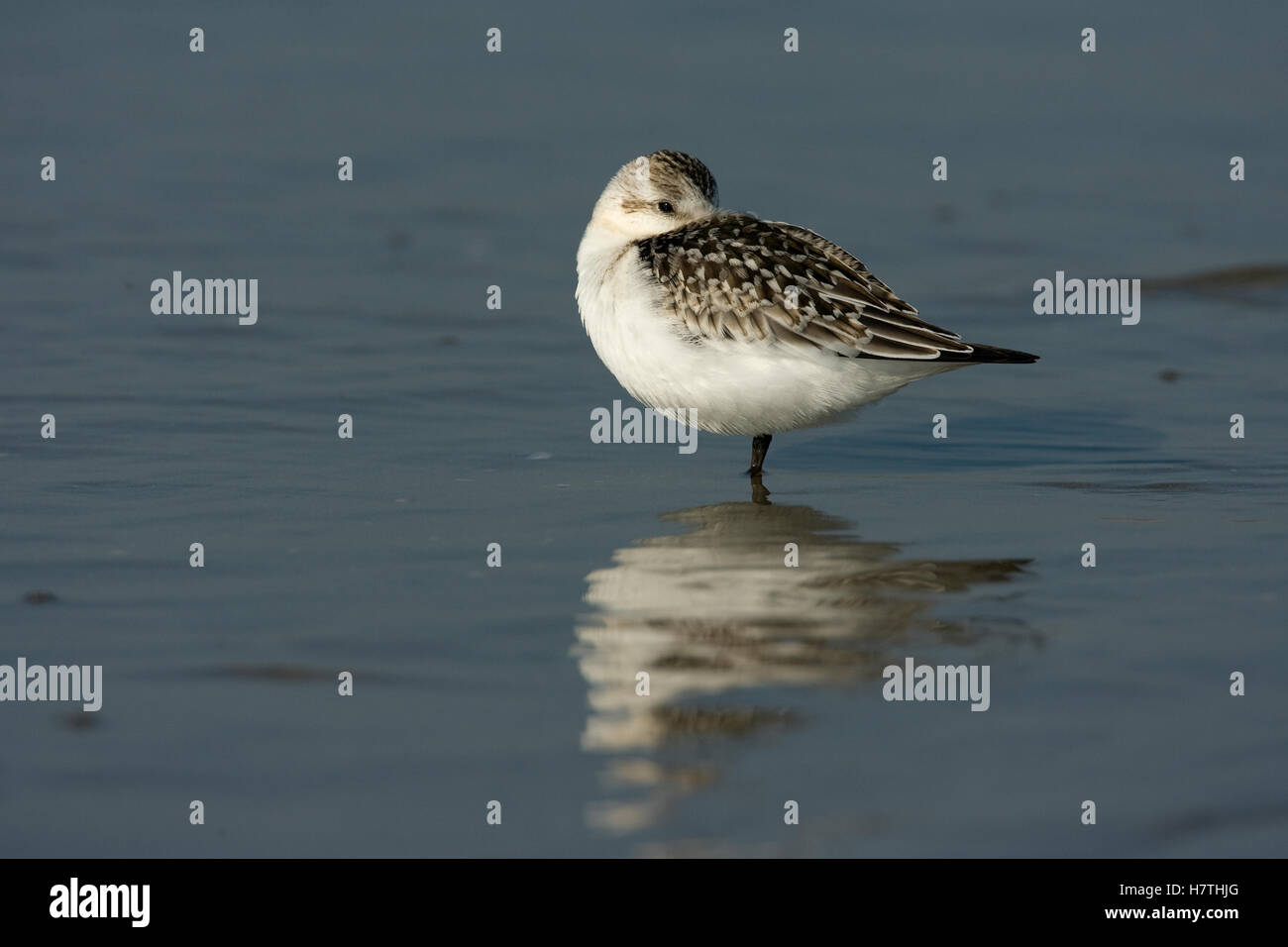 Sanderling (Calidris alba) resting on one leg, Netherlands Stock Photo ...
