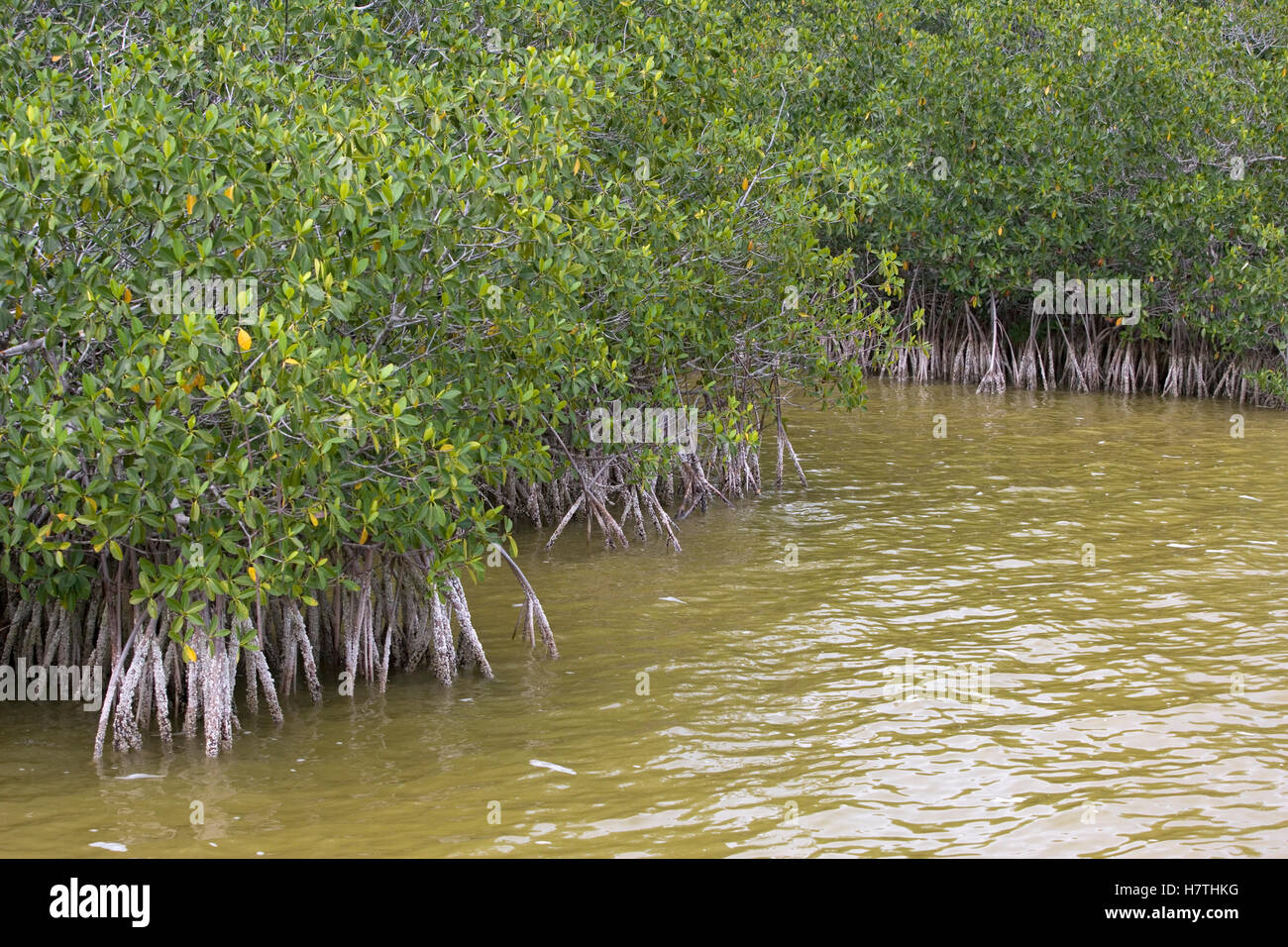 Red Mangrove (Rhizophora mangle) stand showing root system, Florida ...