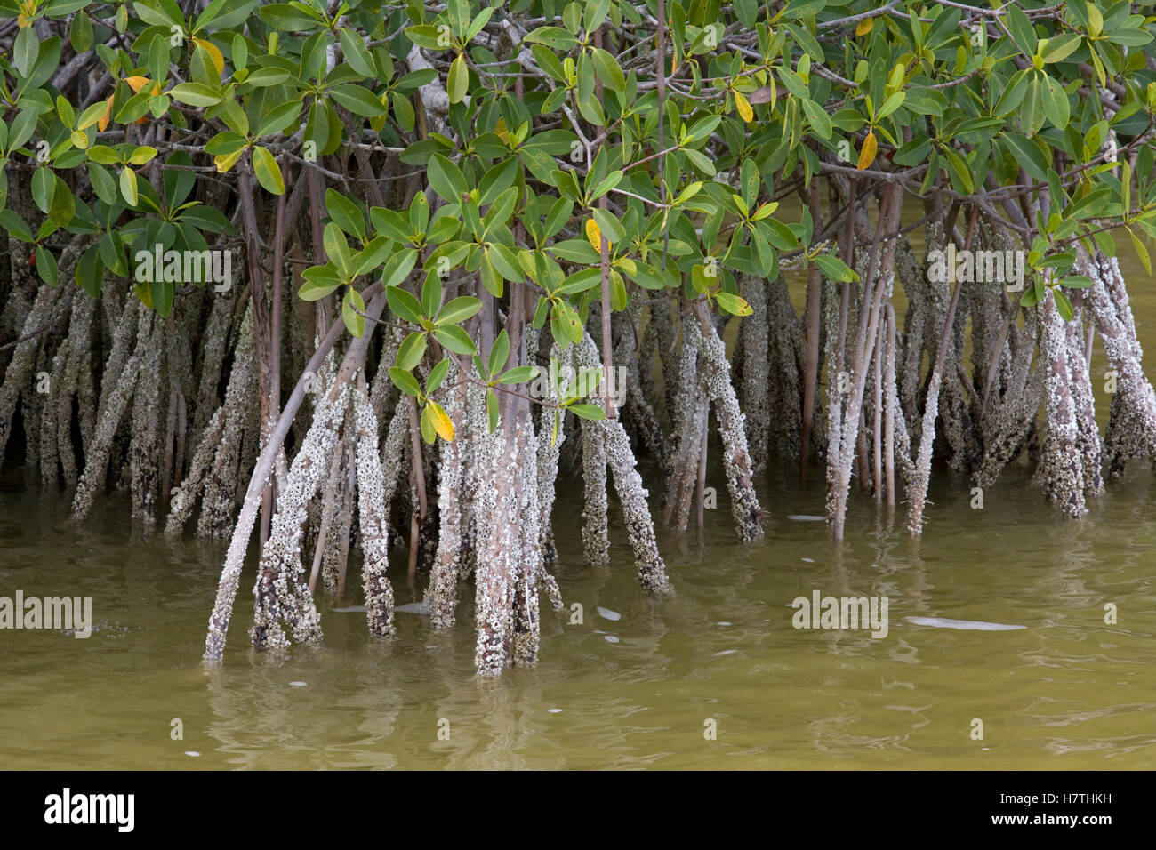 Red Mangrove (Rhizophora mangle) stand showing root system, Florida ...