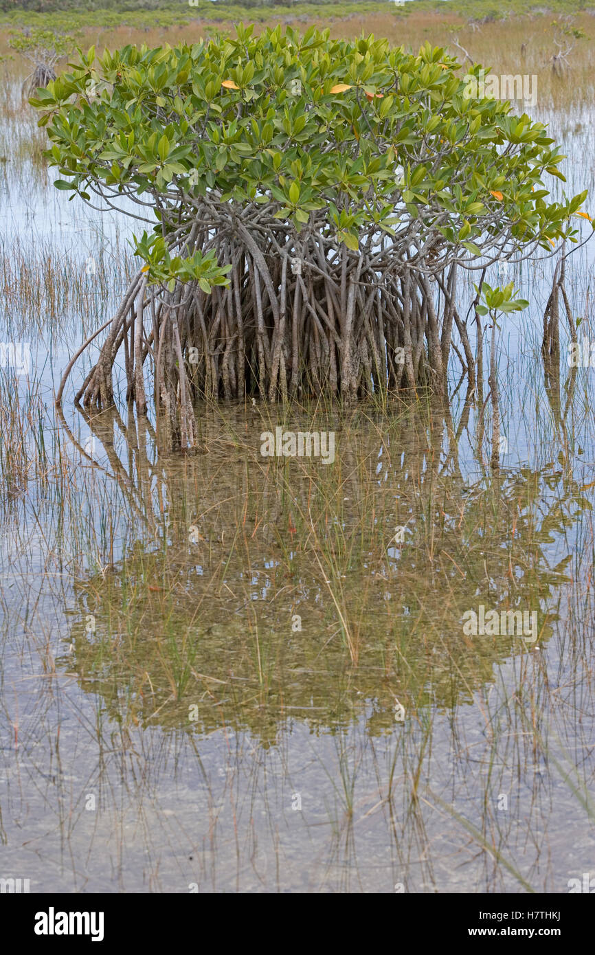 Red Mangrove (Rhizophora mangle) stand at low tide showing root system ...