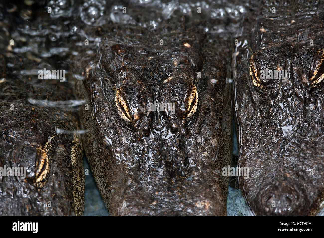 American Alligator (Alligator mississippiensis) trio, Florida Stock ...
