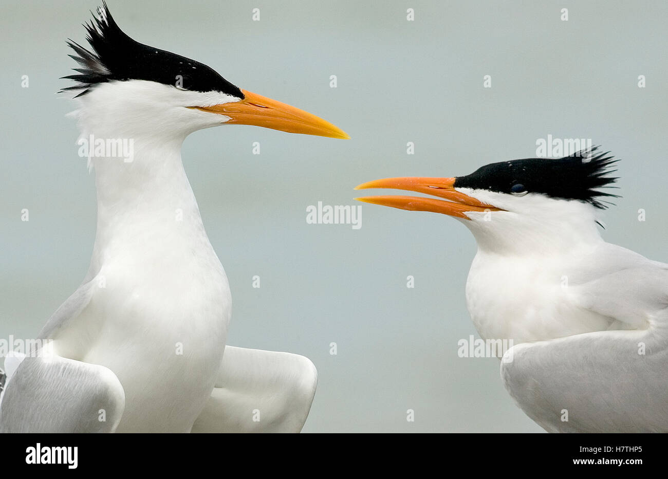Royal Tern (Thalasseus maximus) pair, Florida Stock Photo - Alamy
