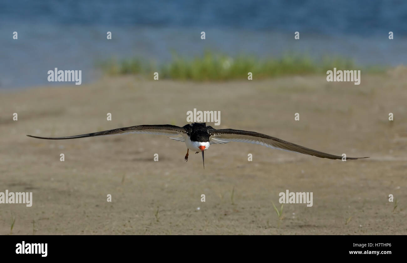 Black Skimmer (Rynchops niger) landing, Florida Stock Photo - Alamy